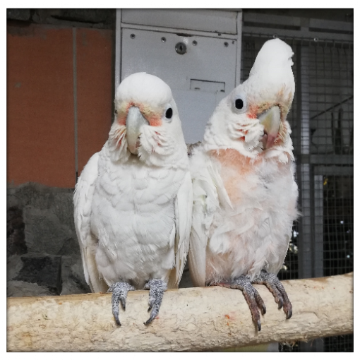 Kakadu_Rokko_Speedy - Tierhilfeverein Kellerranch e.V.