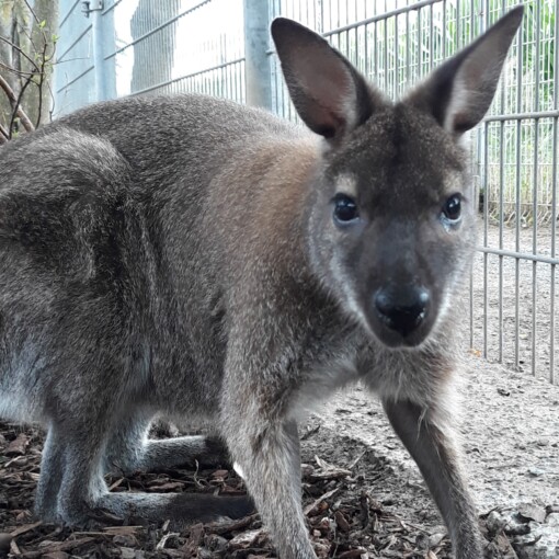 Wildtier_Kilan - Tierhilfeverein Kellerranch e.V.