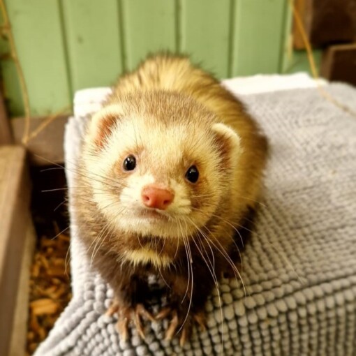 Kleintiere_Brownie - Tierhilfeverein Kellerranch e.V.