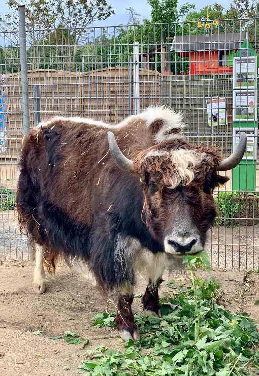 Hoftier_Yak_Perdy - Tierhilfeverein Kellerranch e.V.